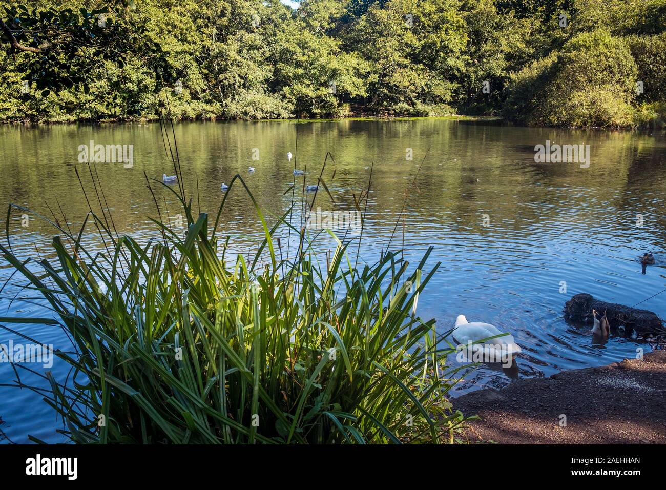 The lake in Tehidy Country Park, the largest area of woodland in West ...