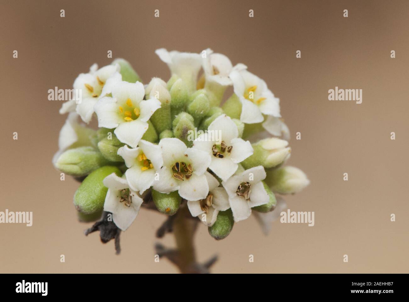 Daphne Tree High Resolution Stock Photography and Images - Alamy
