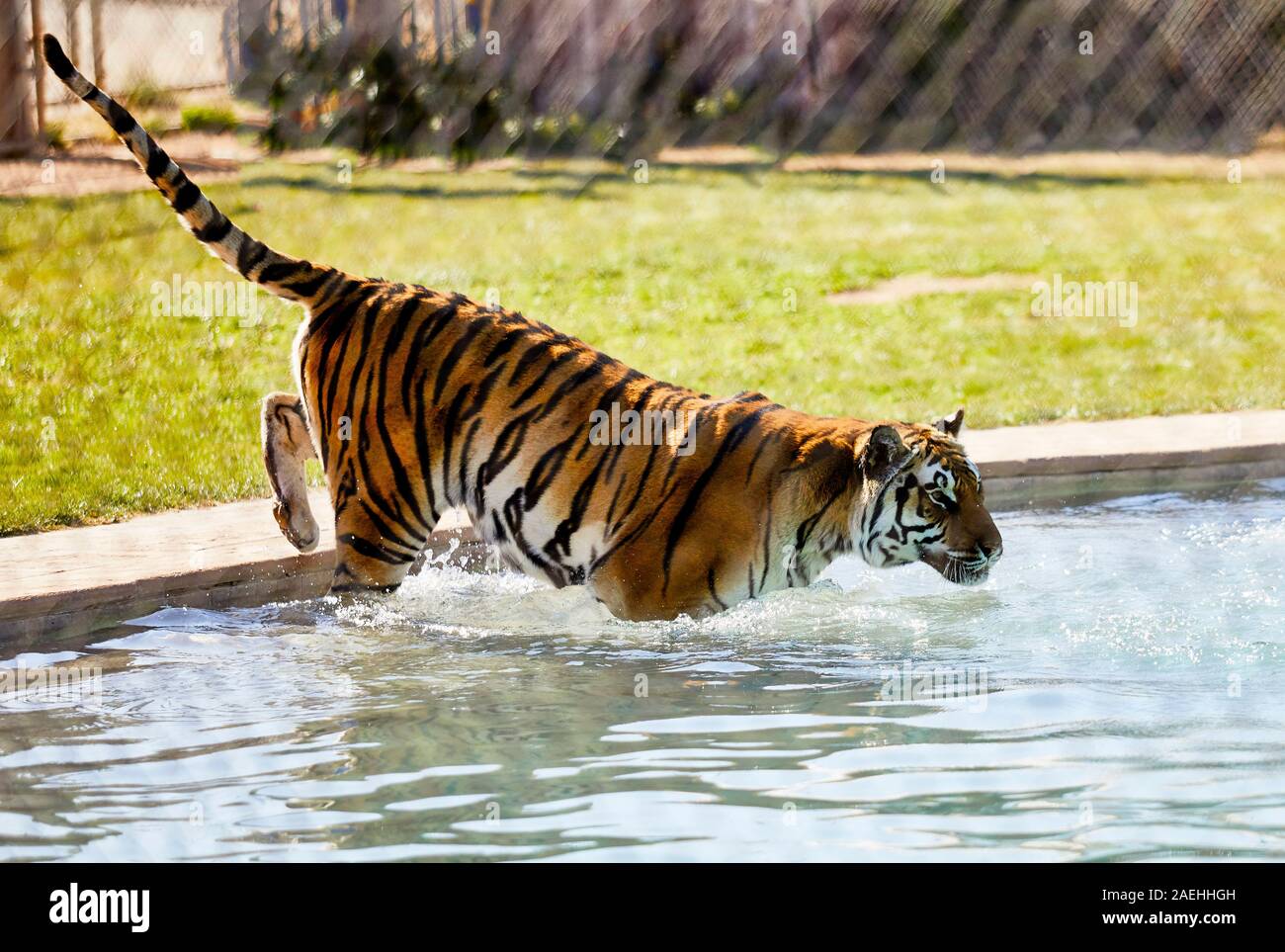 Bengal Tiger going into a swimming pool Stock Photo - Alamy