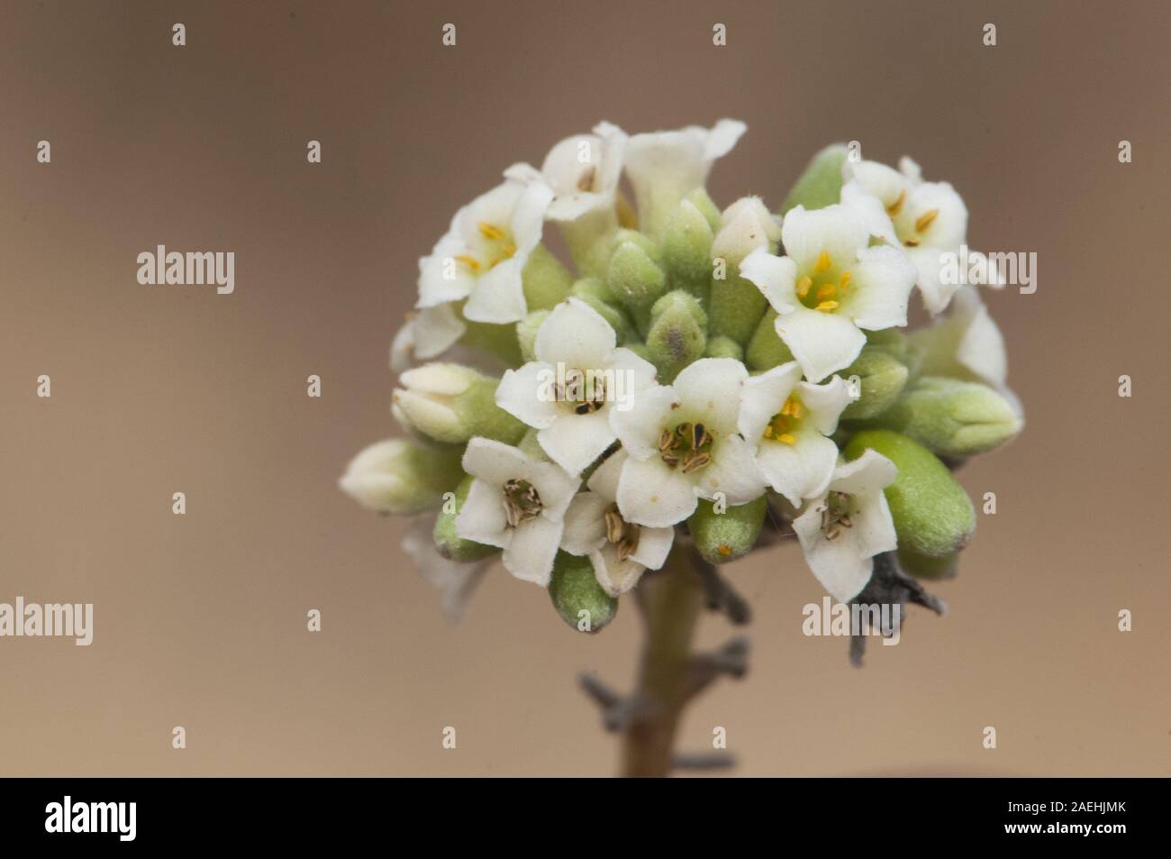 Daphne Tree High Resolution Stock Photography and Images - Alamy