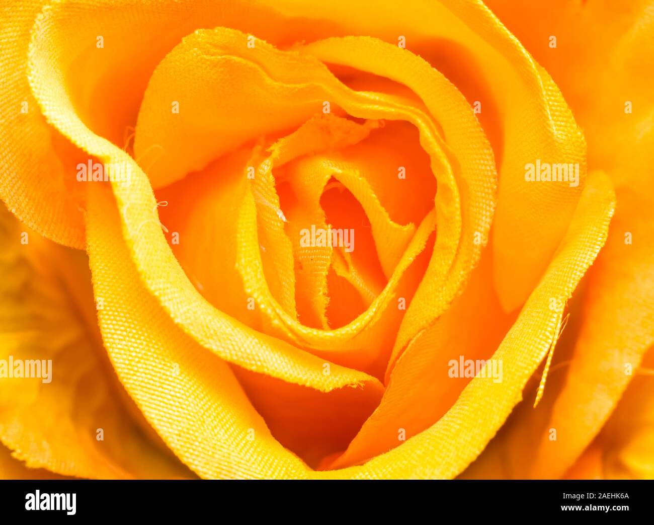 Macro of rose, texture background in orange color Stock Photo - Alamy