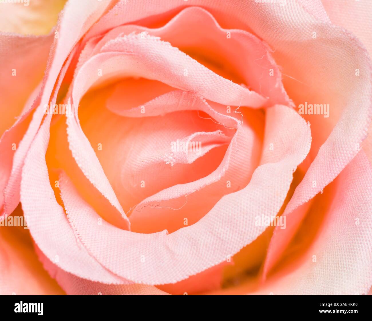 Macro of rose, texture background in pink color Stock Photo - Alamy