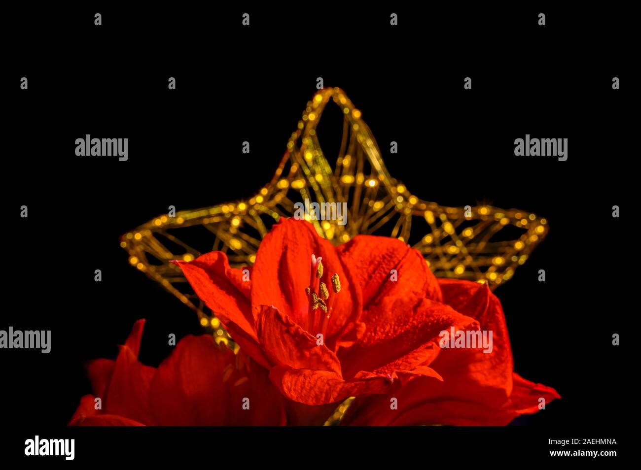 Bouquet of red Amaryllis (Amaryllidaceae), plant genus St. Joseph's ...