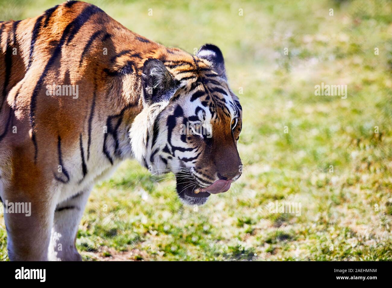Tiger standing still licking his nose Stock Photo - Alamy