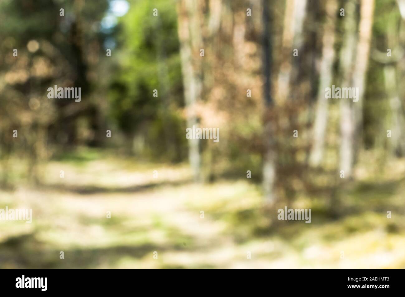 Out of focus forest, defocused blurry bokeh background Stock Photo - Alamy