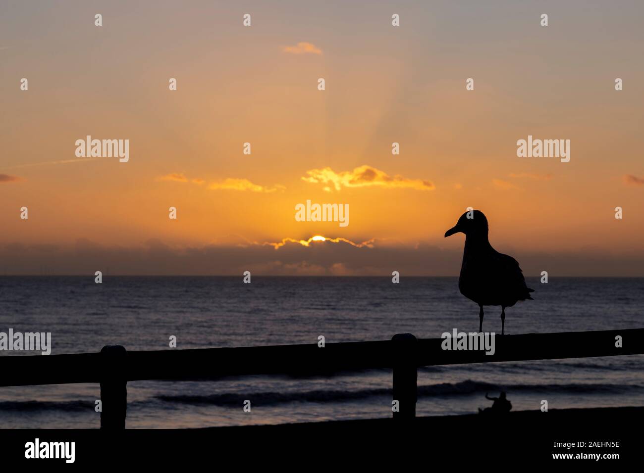 Gull standing on railing hi-res stock photography and images - Alamy