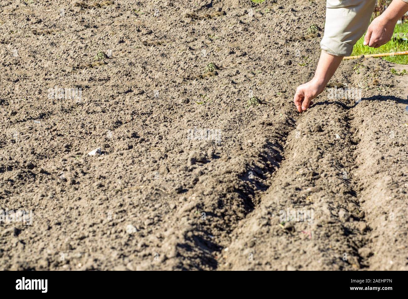 Hands sowing seeds hi-res stock photography and images - Alamy