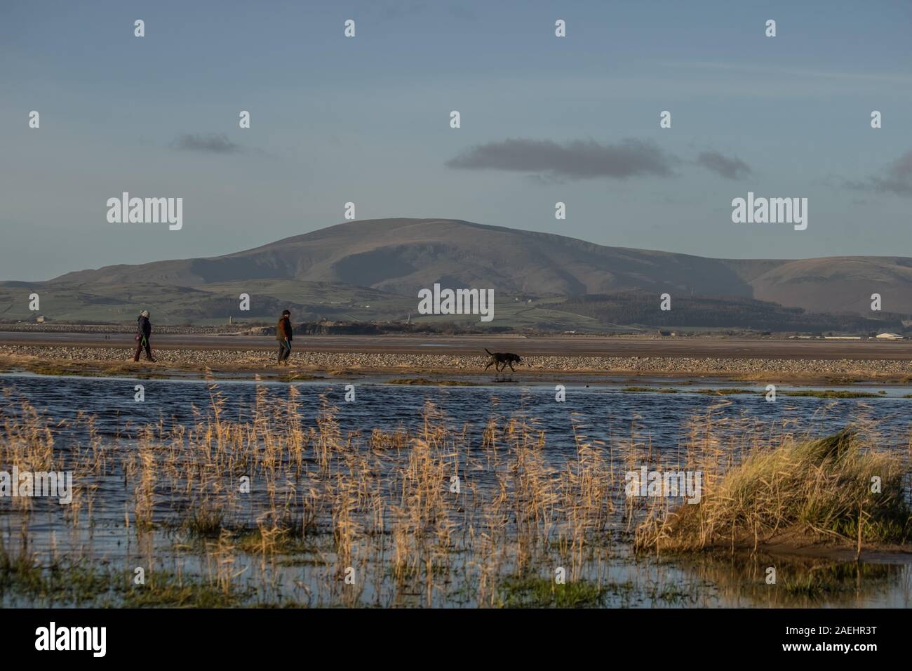 UK Sandscale Haws National Nature Reserve, Roanhead, Cumbria, uk Stock ...