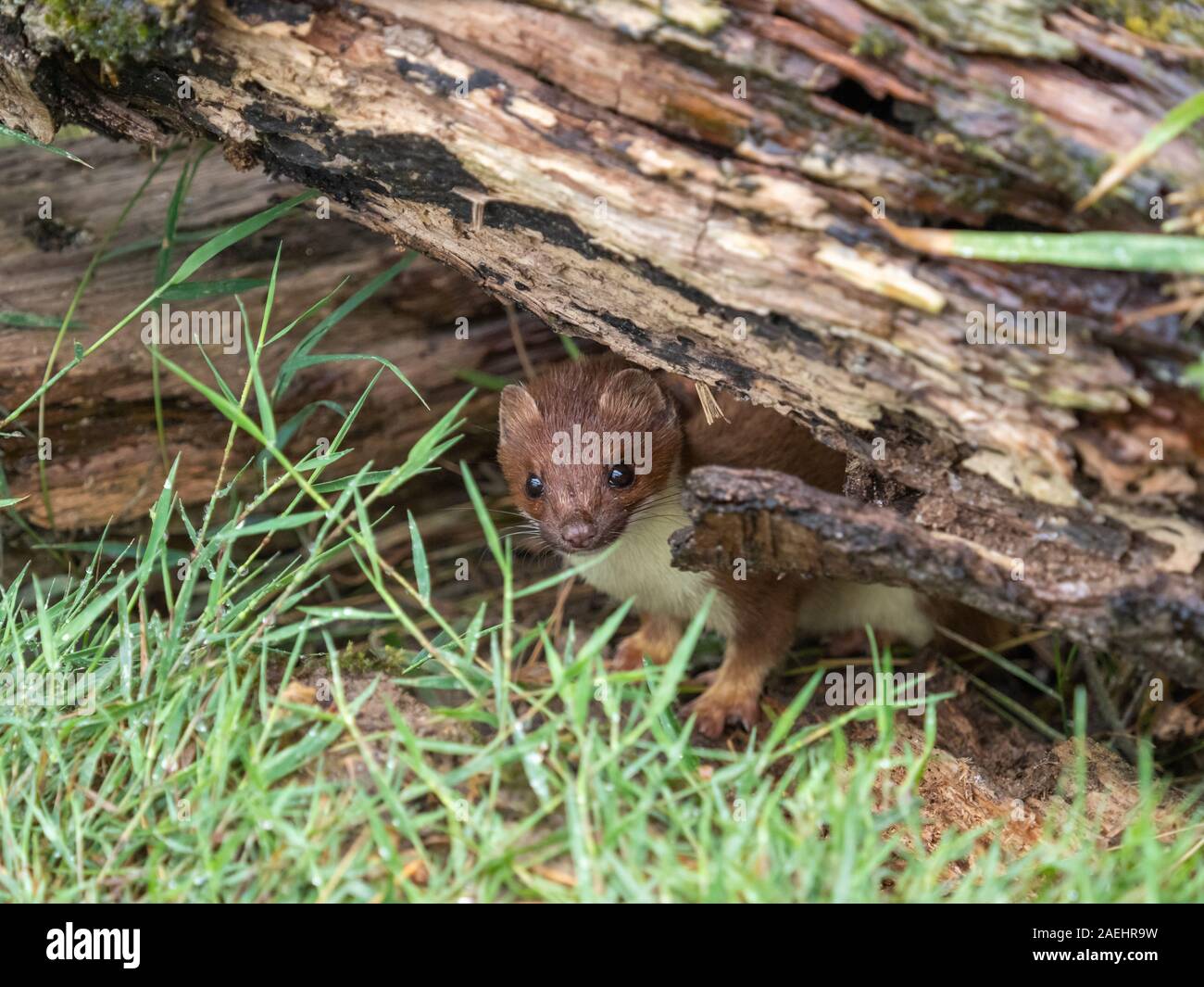 Stoat (Mustela erminea) hiding under a log Stock Photo - Alamy