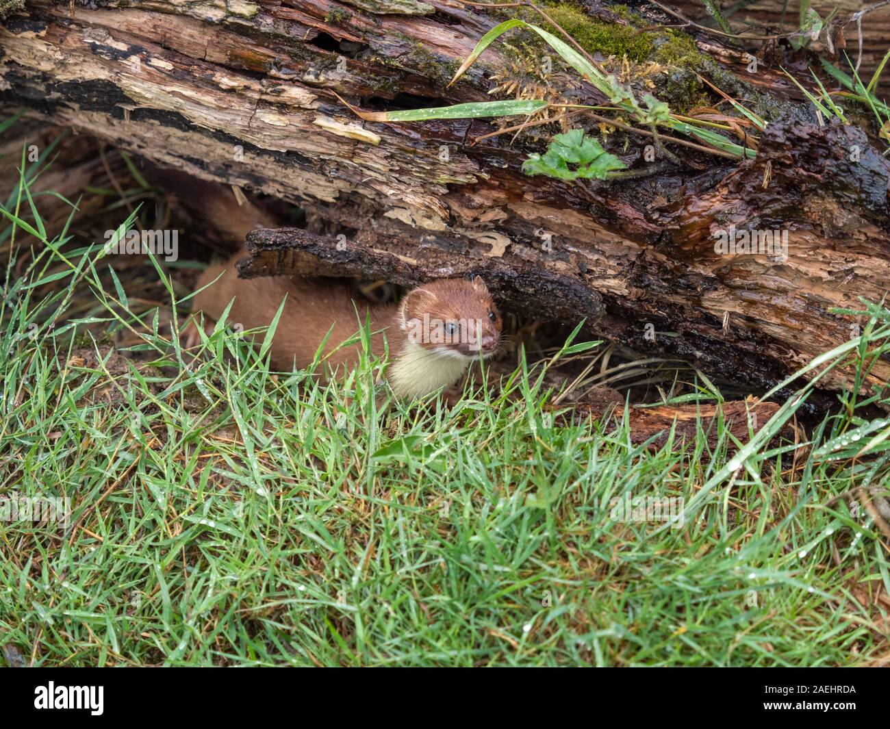 Hiding under coat hi-res stock photography and images - Alamy