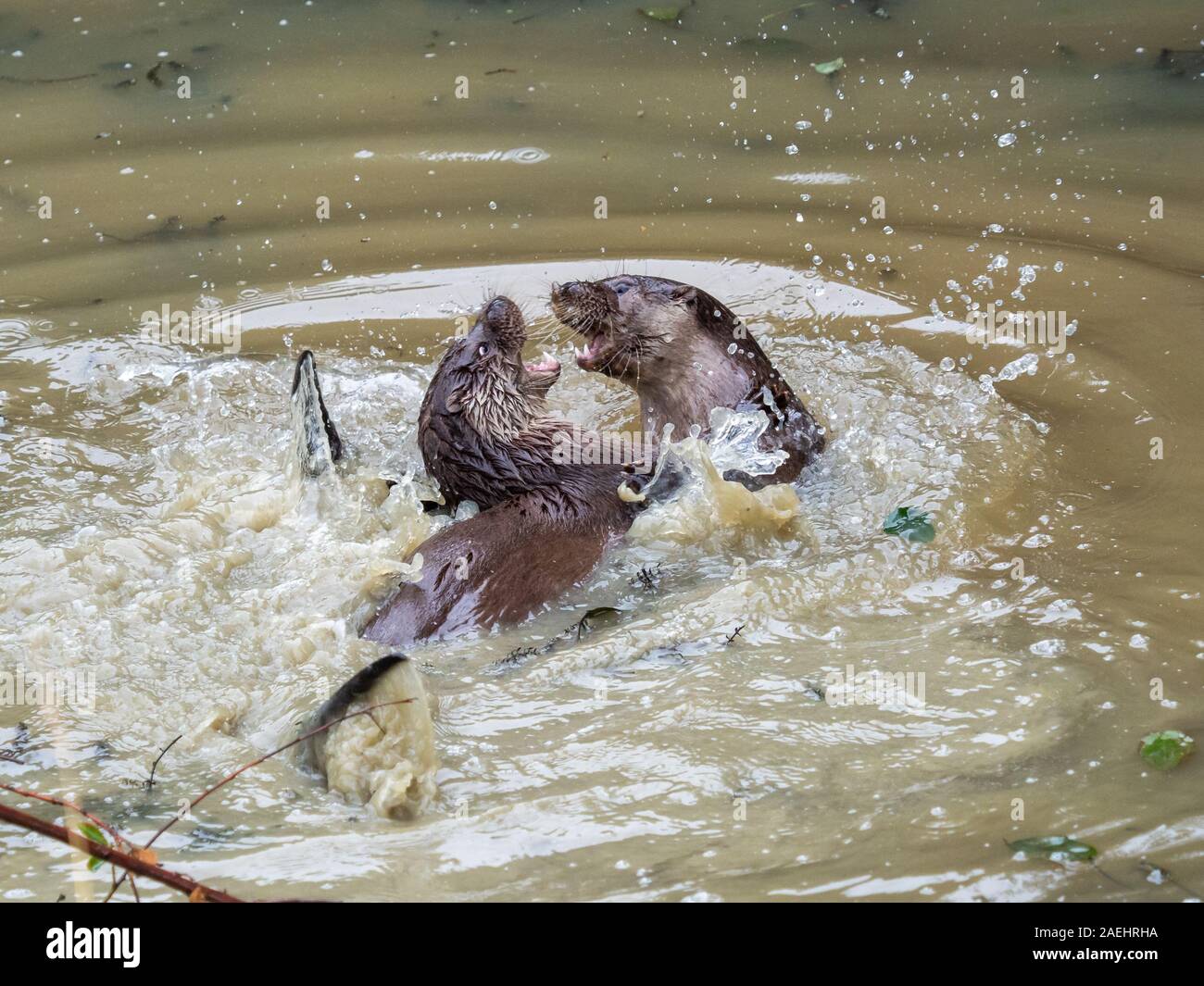 Pair of eurasian otters (Lutra lutra) play fighting in water Stock ...