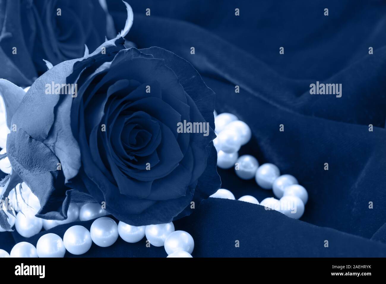red roses on velvet Stock Photo - Alamy