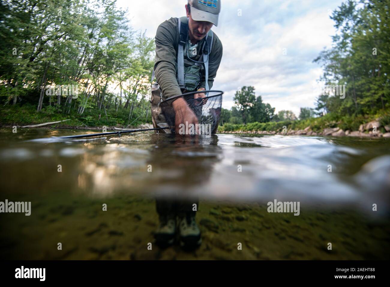 Fly fisherman grabbing a fish in a net on a river Stock Photo - Alamy