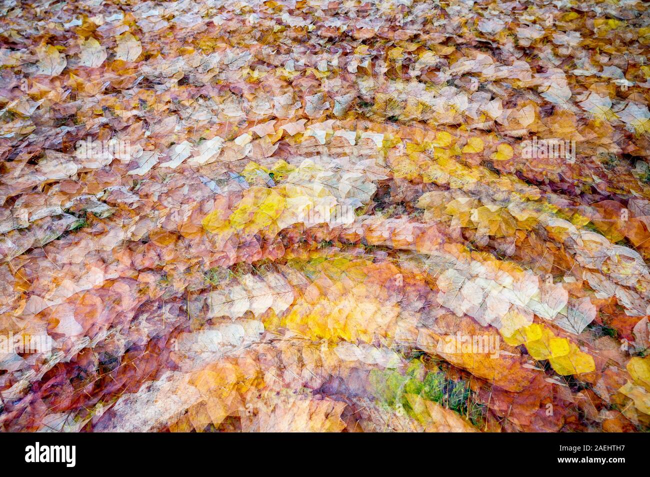 Fall Leaves Psychedelic Multiple Exposure Stock Photo - Alamy