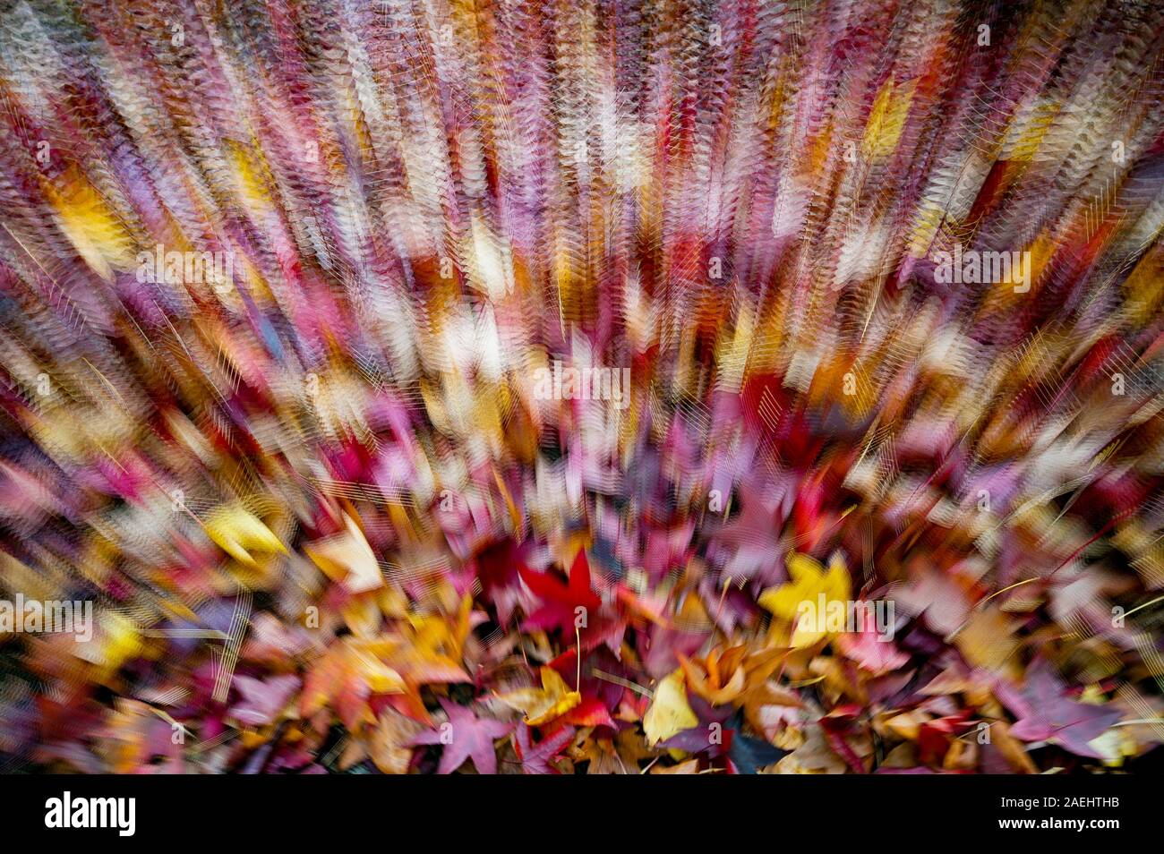 Fall Leaves Psychedelic Multiple Exposure Stock Photo - Alamy