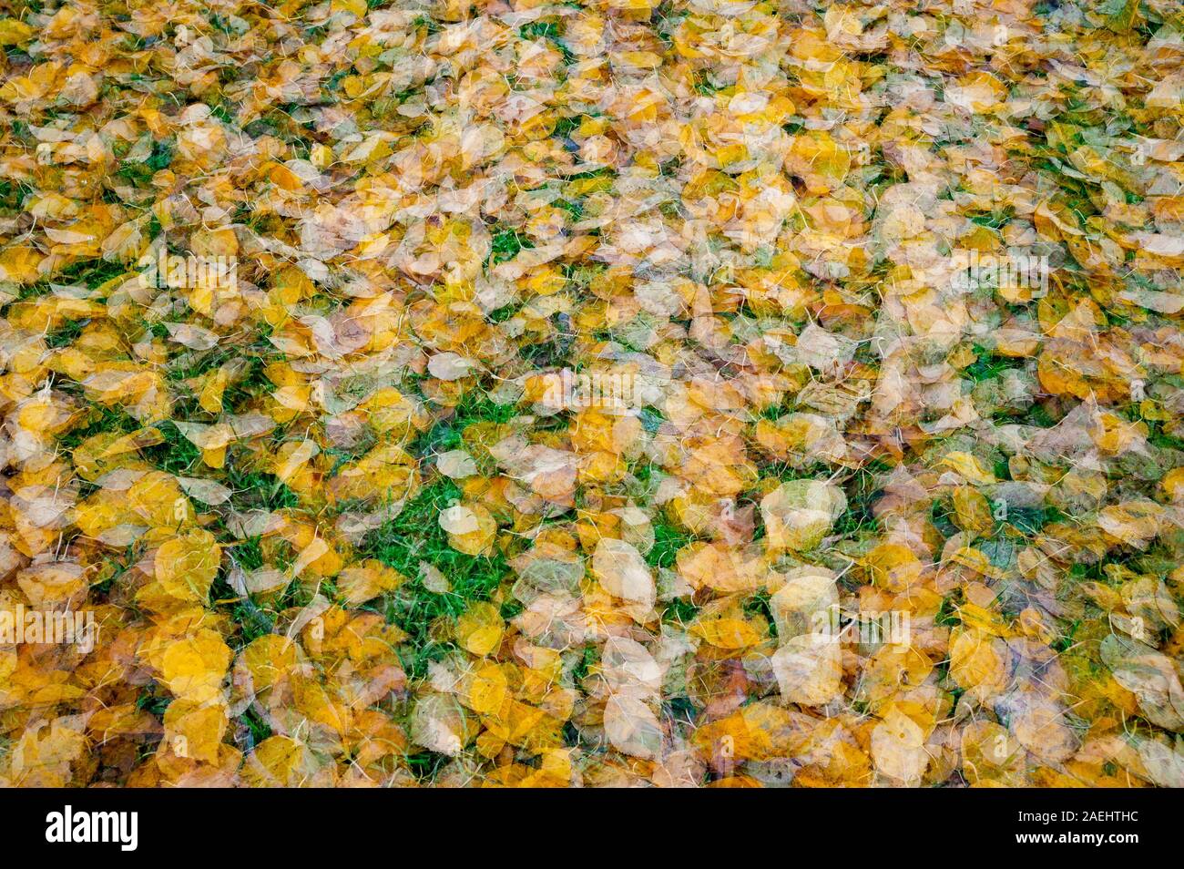Fall Leaves Psychedelic Multiple Exposure Stock Photo - Alamy