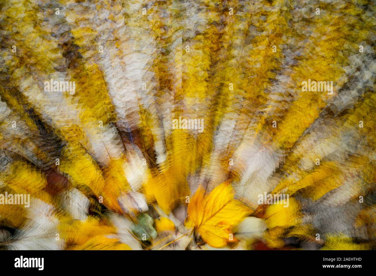 Fall Leaves Psychedelic Multiple Exposure Stock Photo - Alamy