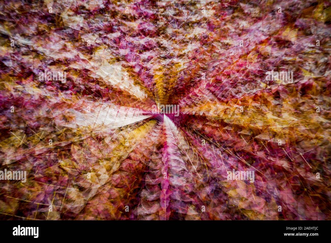 Fall Leaves Psychedelic Multiple Exposure Stock Photo - Alamy