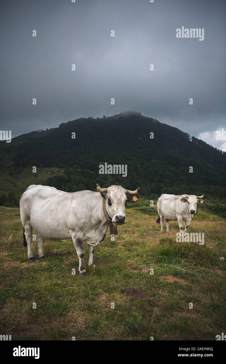 Atmospheric cows hi-res stock photography and images - Alamy