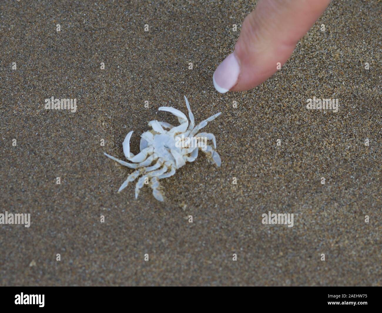 Person's finger pointing at crab on sand, Downhill Beach, Northern ...