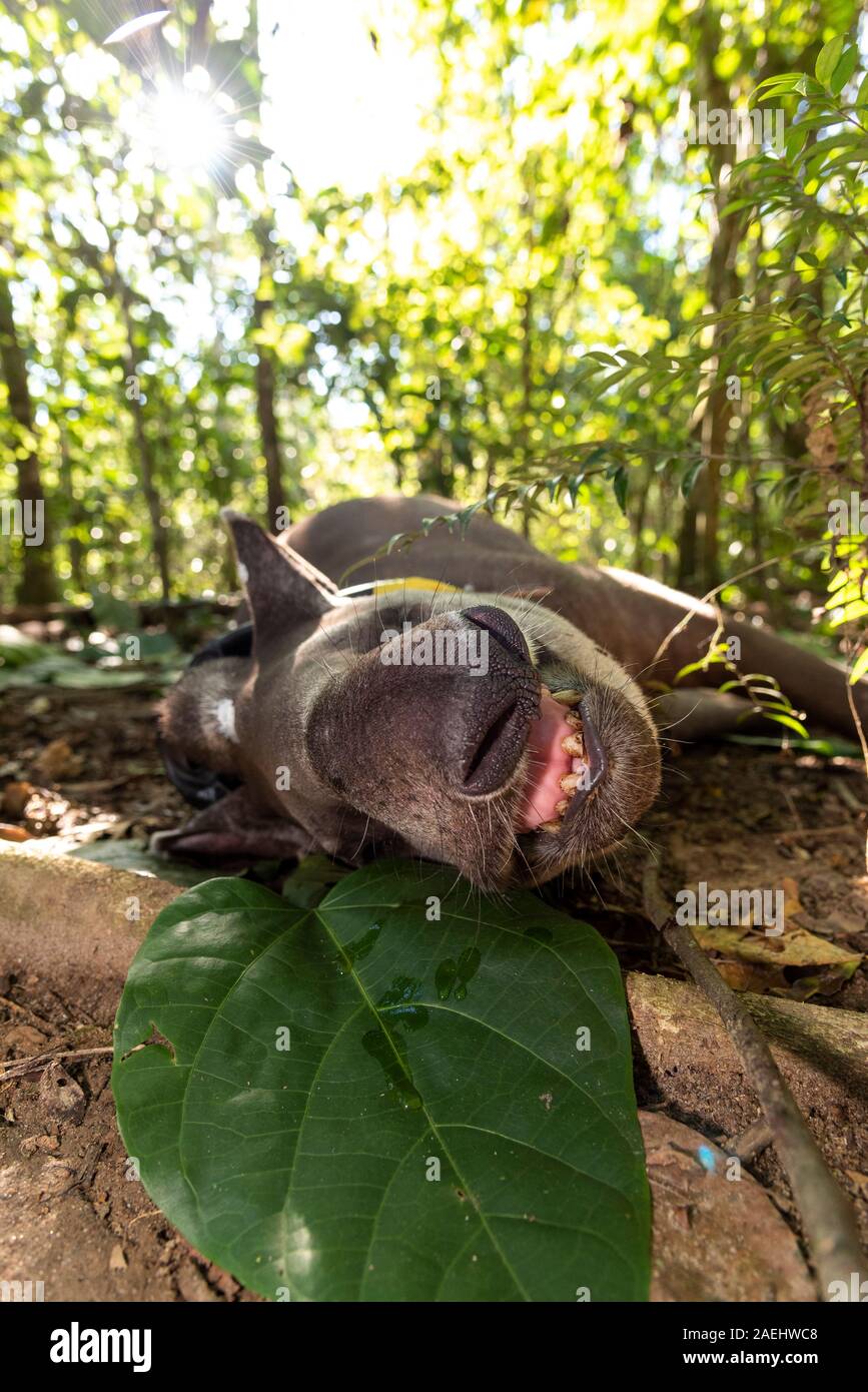 Brazil jungle research hi-res stock photography and images - Alamy