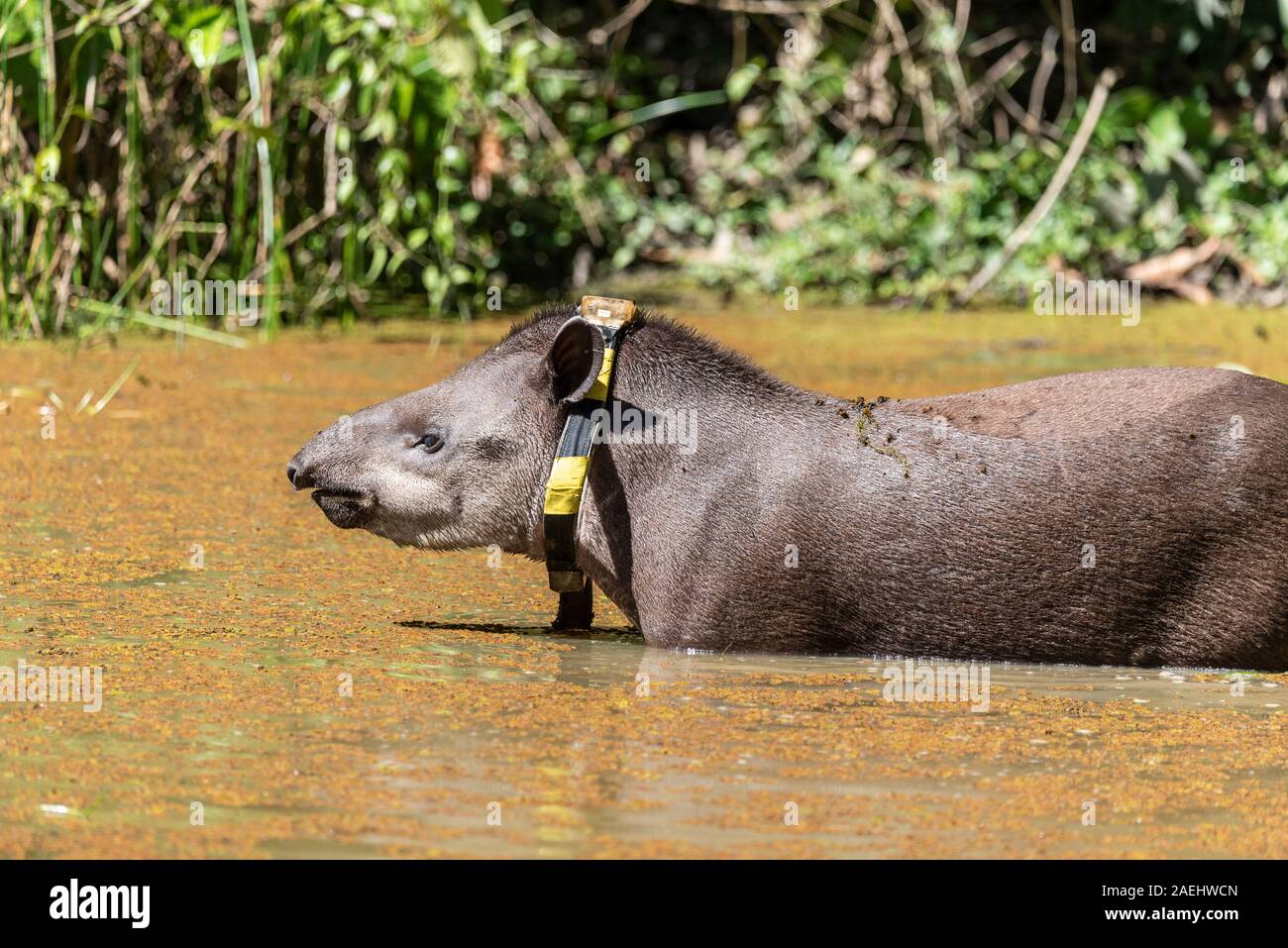 Tapir (Tapirus terrestris) with GPS tracking collar inside lake on ...