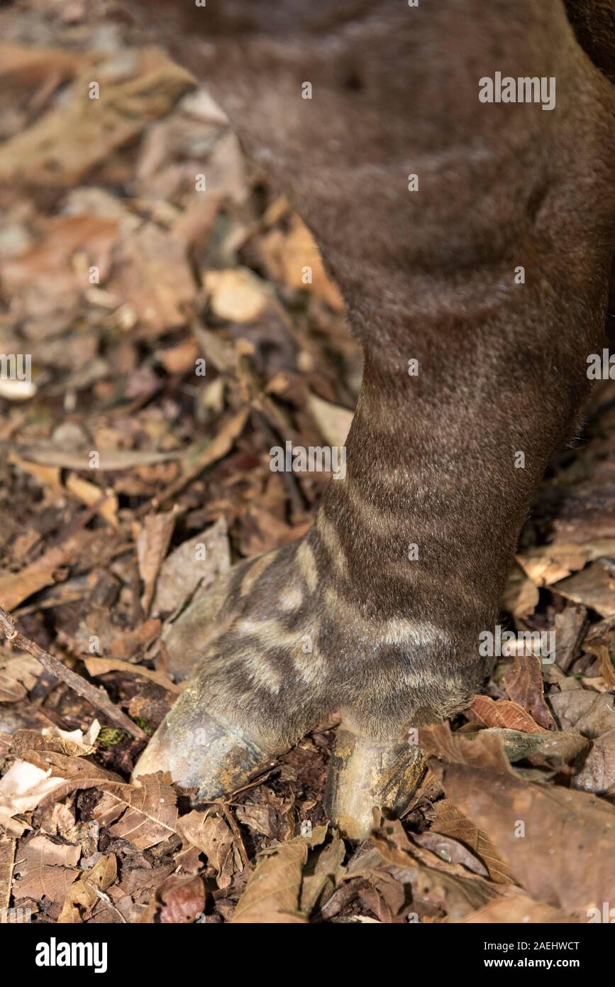 Detail of stripes on Tapir (Tapirus terrestris) leg in the rainforest ...