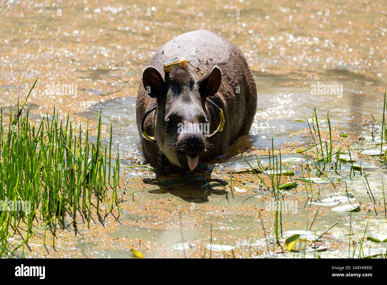 Tapir (Tapirus terrestris) with GPS tracking collar inside lake on ...