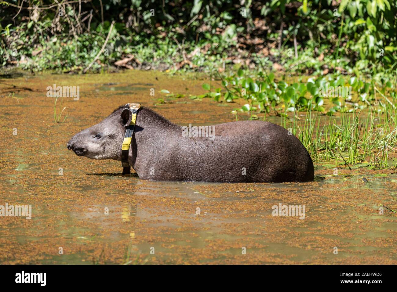 Tapir (Tapirus terrestris) with GPS tracking collar inside lake on ...