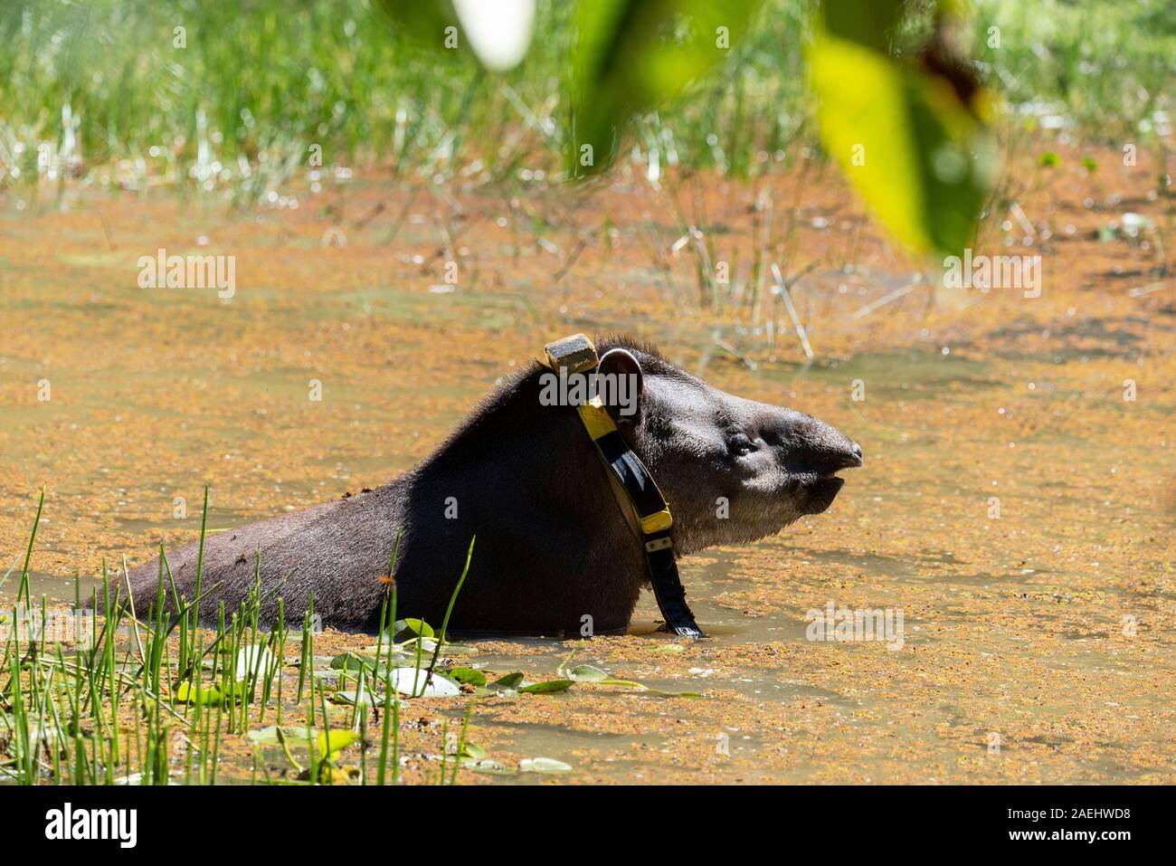 Tapir (Tapirus terrestris) with GPS tracking collar inside lake on ...
