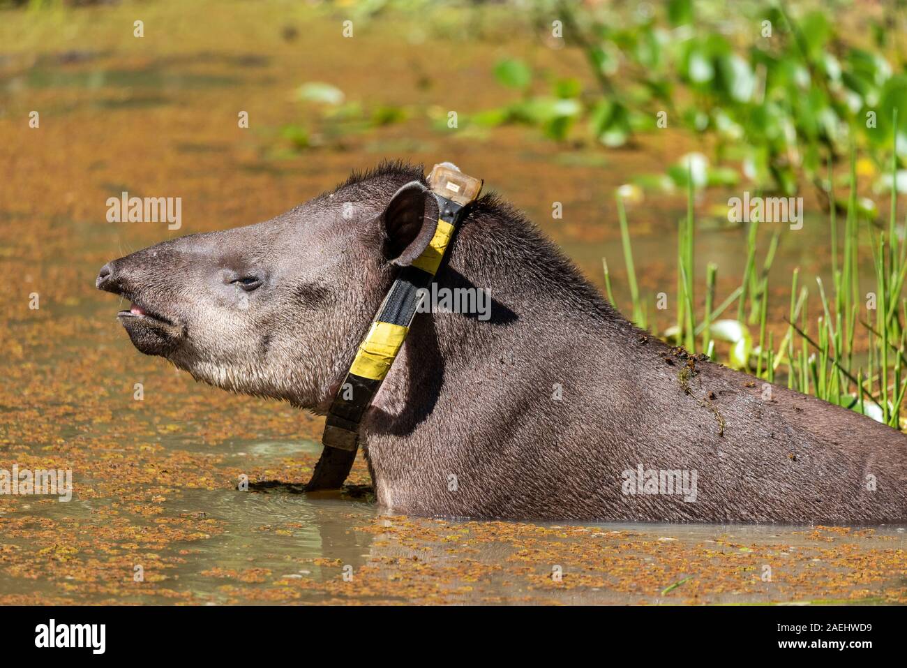 Tapir (Tapirus terrestris) with GPS tracking collar inside lake on ...
