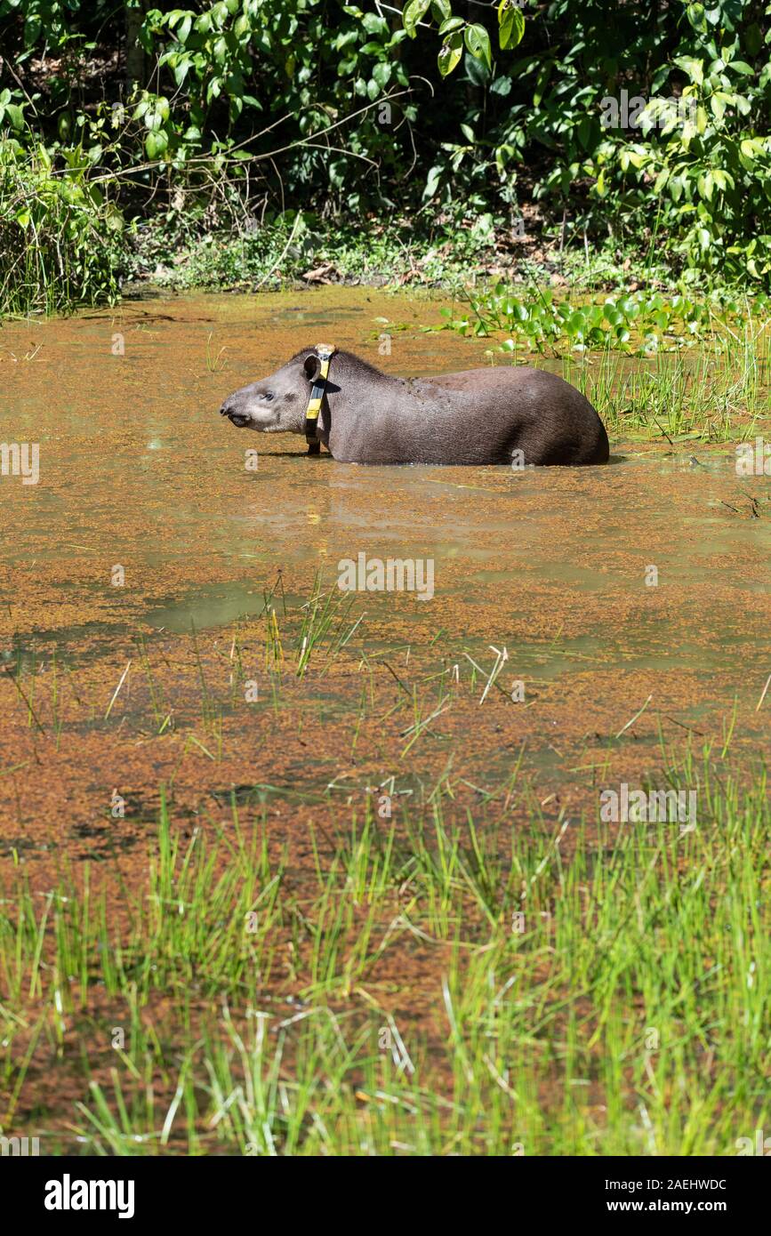 Tapir (Tapirus terrestris) with GPS tracking collar inside lake on ...