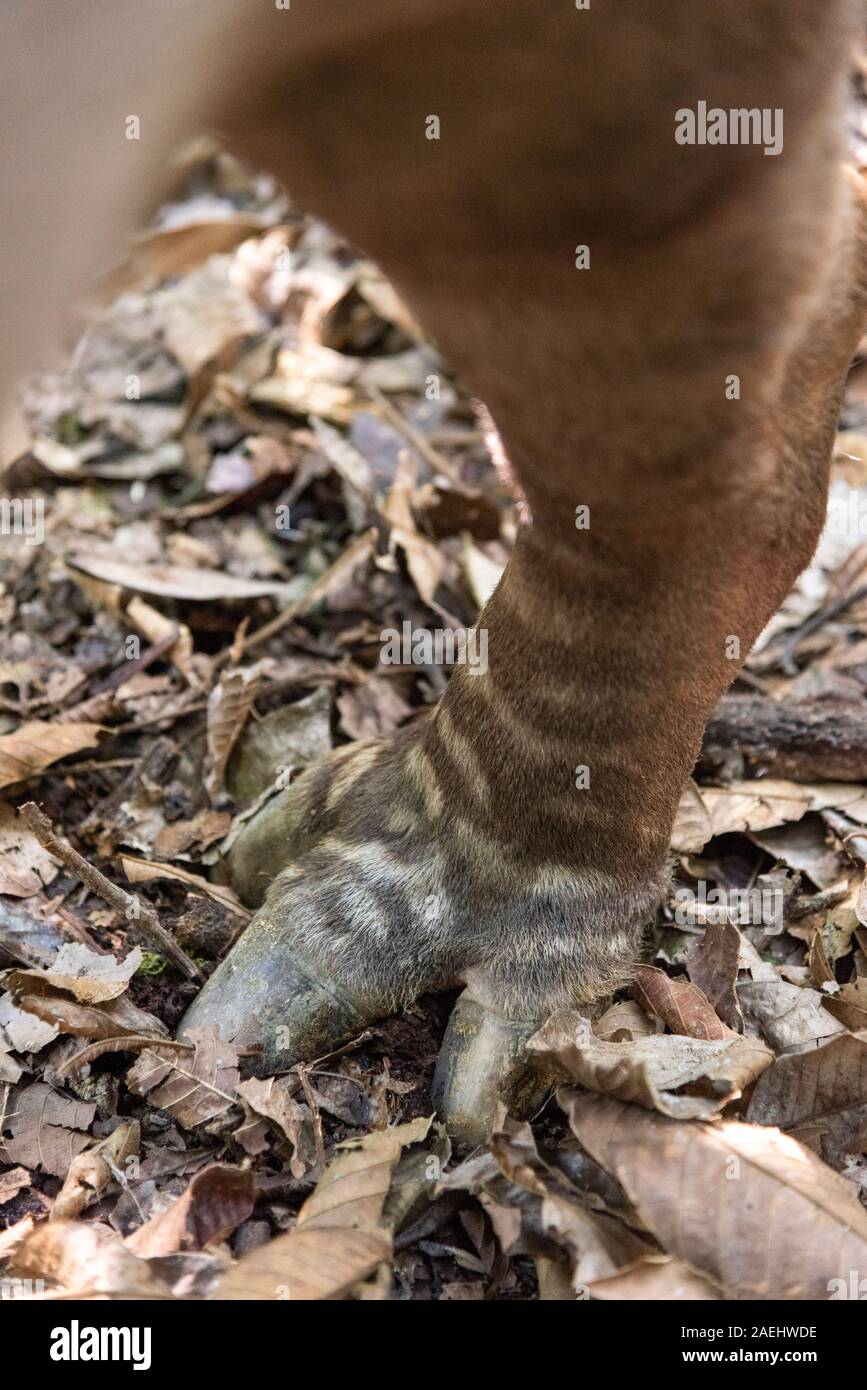 Detail of stripes on Tapir (Tapirus terrestris) leg in the rainforest ...