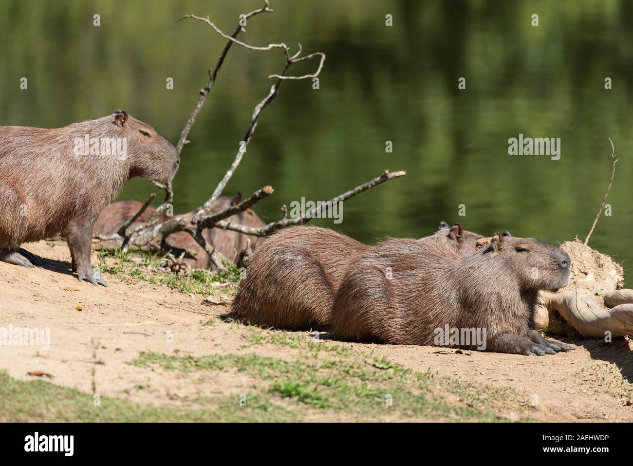 Group of wild capibaras on atlantic rainforest lake, Rio de Janeiro ...