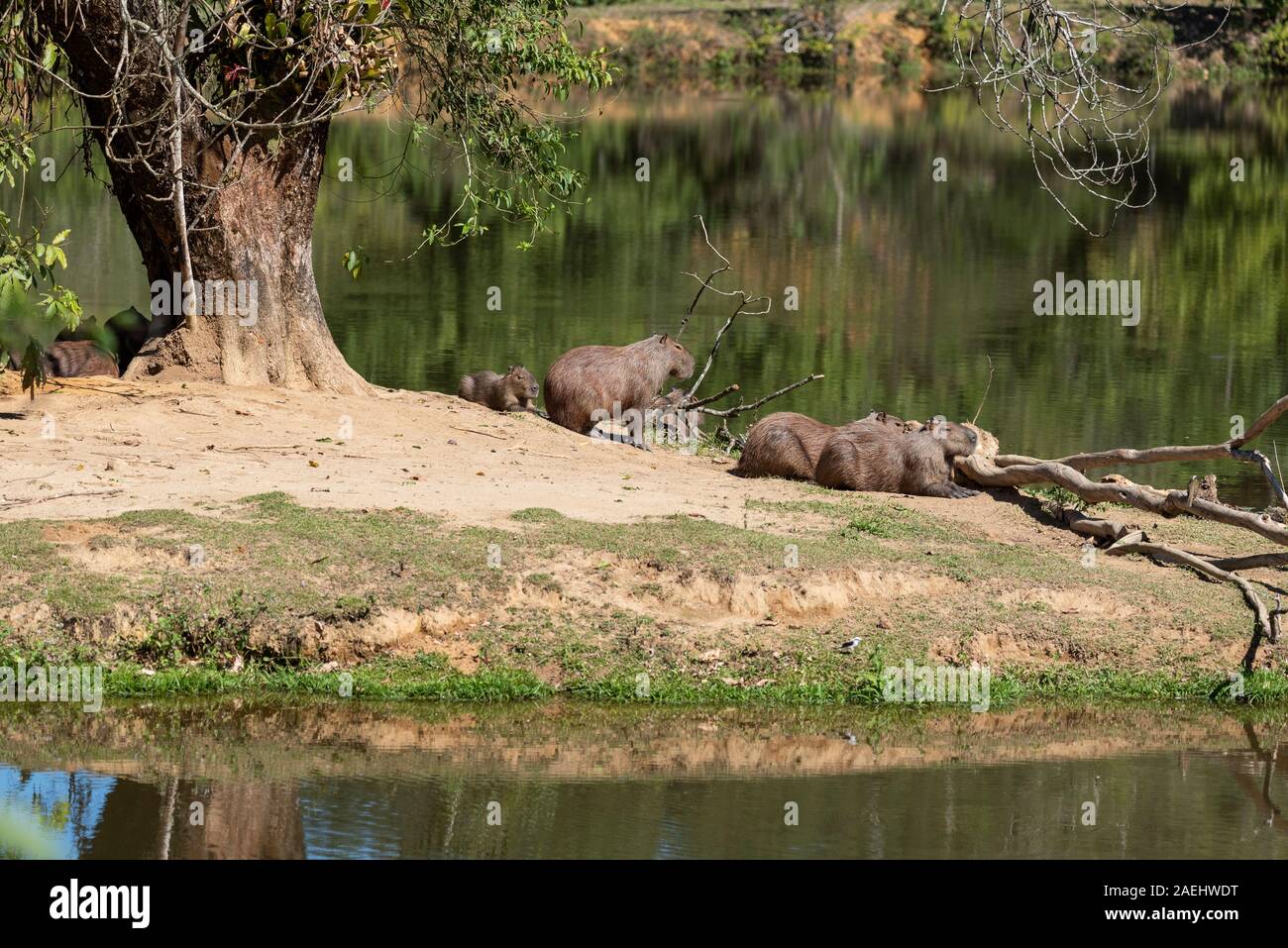 Group of wild capibaras on atlantic rainforest lake, Rio de Janeiro ...