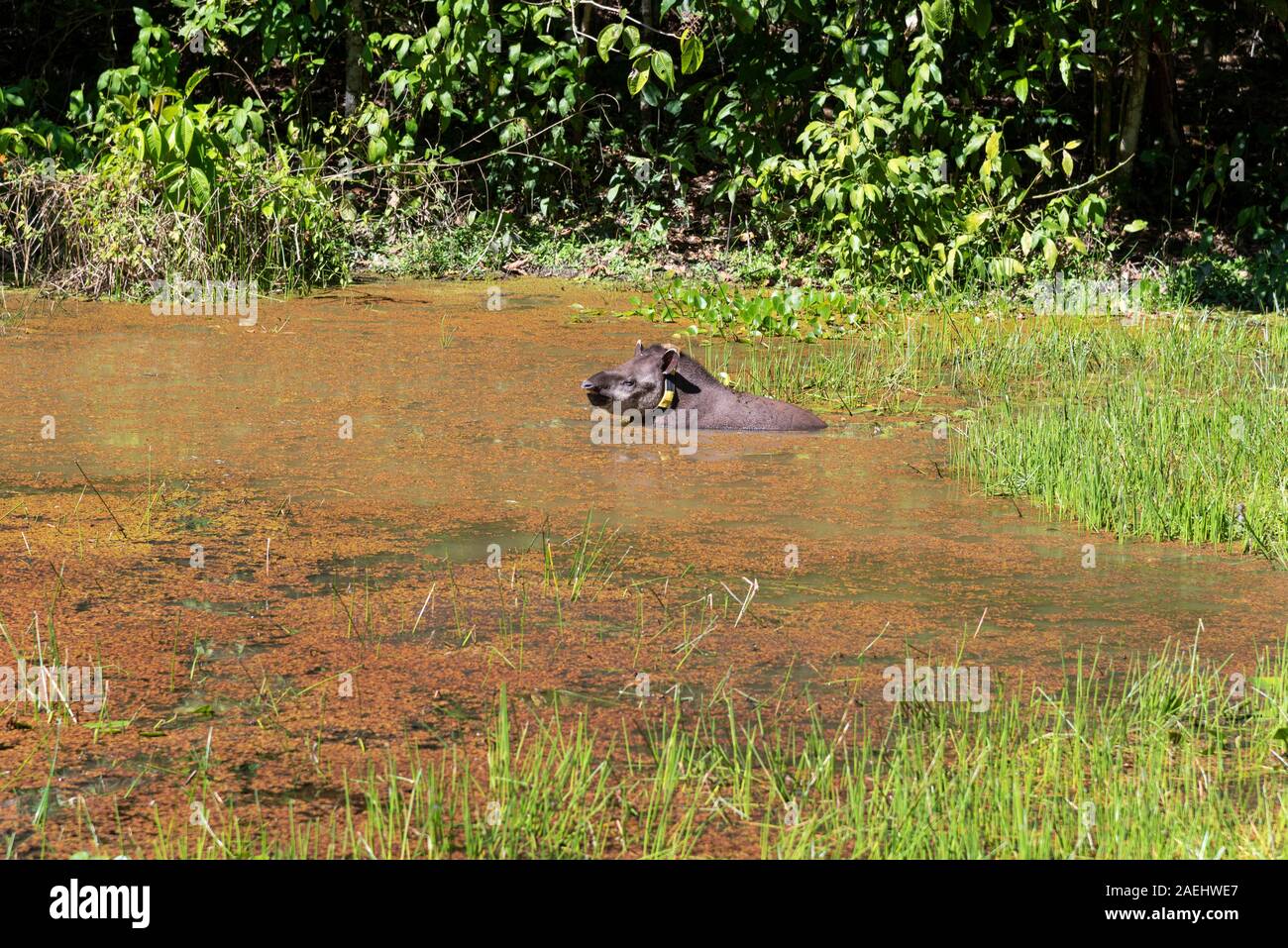 Tapir (Tapirus terrestris) with GPS tracking collar inside lake on ...