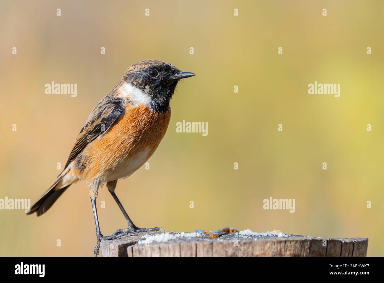 Saxicola torquatus rubicola hi-res stock photography and images - Alamy