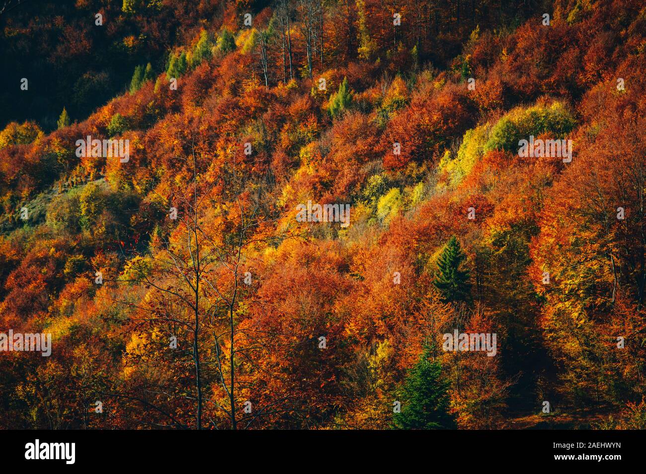 colorful autumn forest, aerial view. Natural wallpaper or background ...