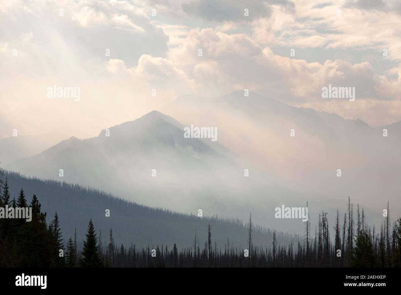 Boreal Forest burnt and a forest fire raging on Octopus Mountain in ...
