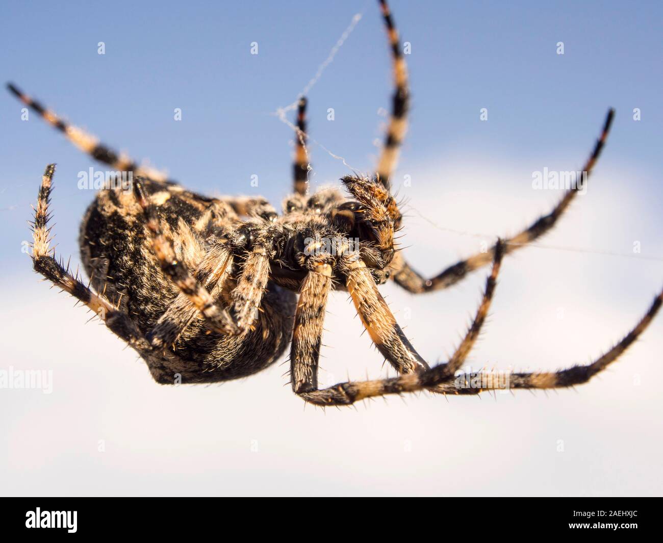 Web skala hi-res stock photography and images - Alamy