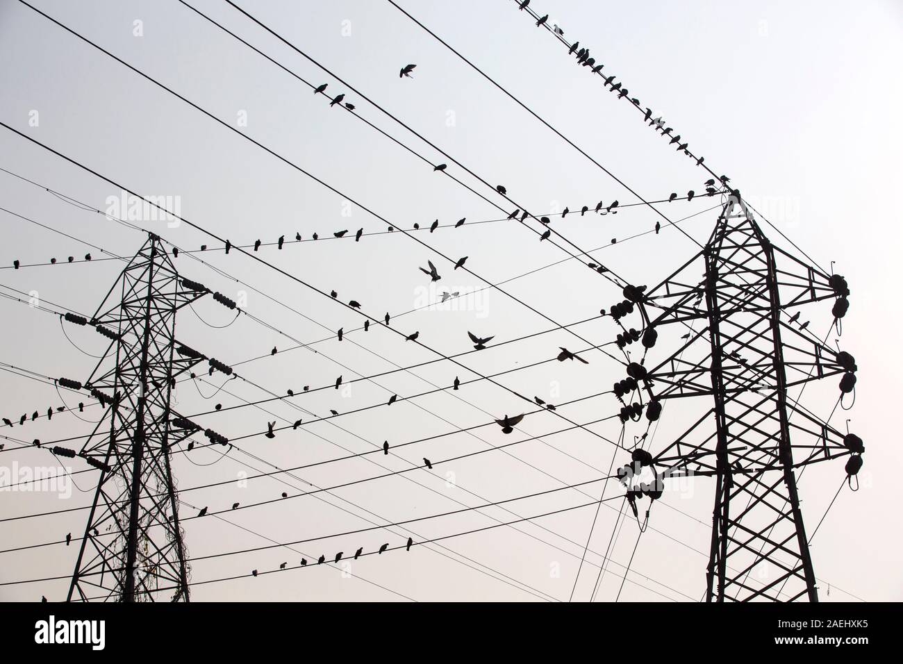 Pigeons on electricity wires in Calcutta, India Stock Photo - Alamy