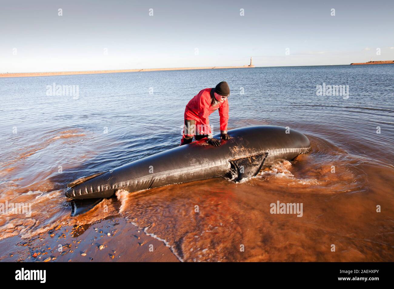 Beached Whale Rescue