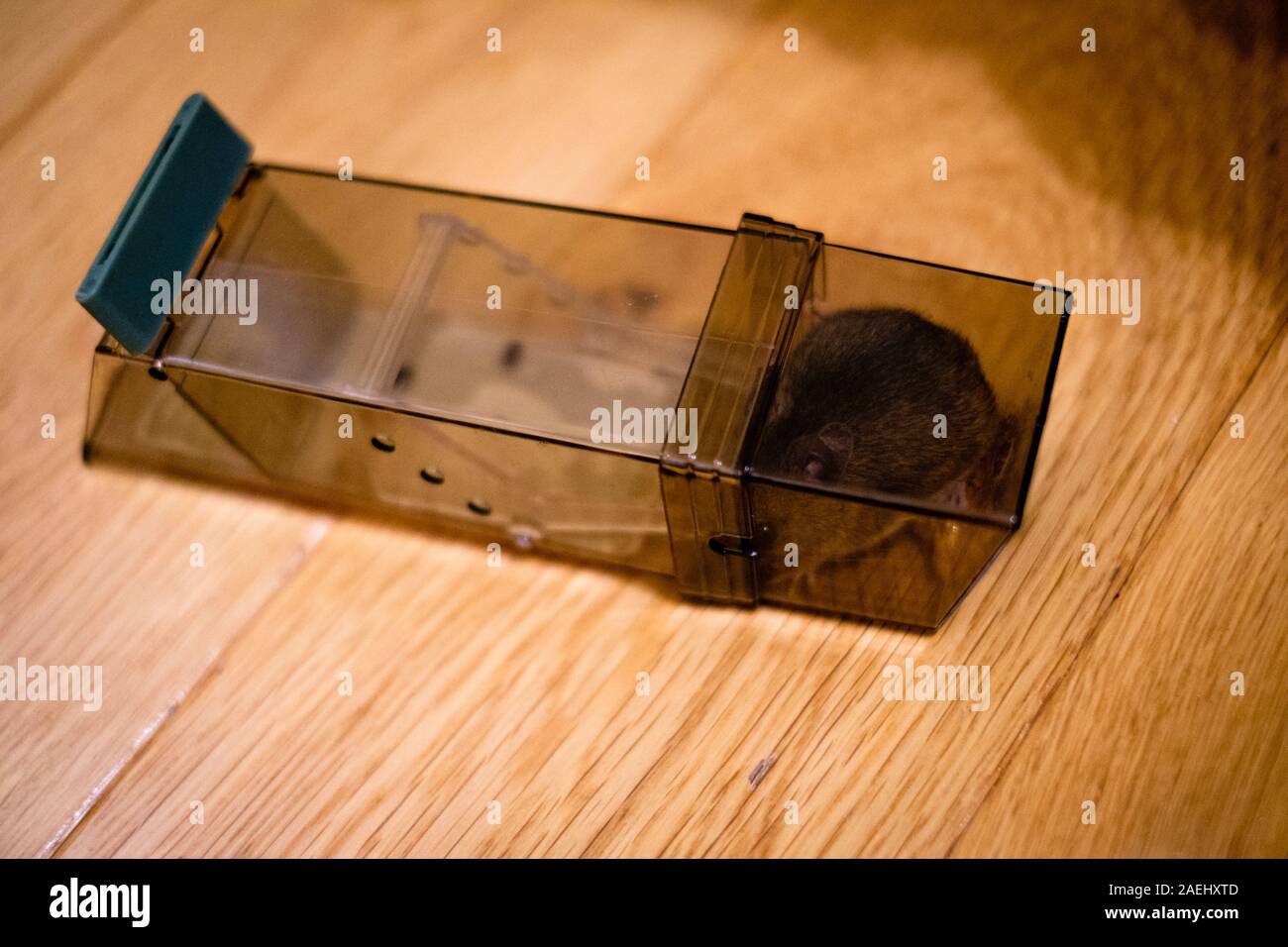 a house mouse caught in a humane trap Stock Photo - Alamy