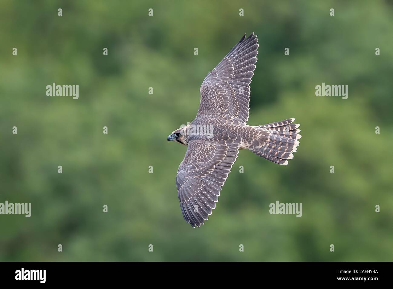Peregrine Falcon Flying Stock Photo - Alamy