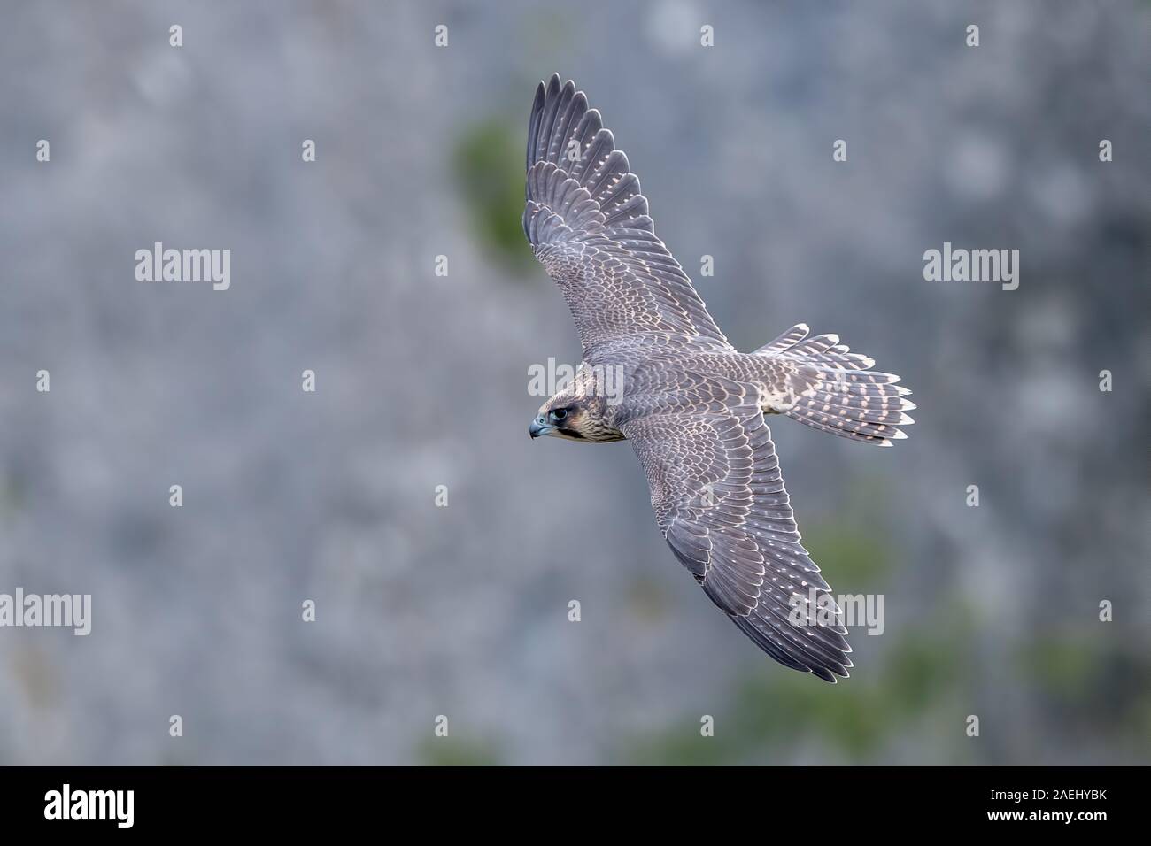 Peregrine Falcon Flying Stock Photo - Alamy