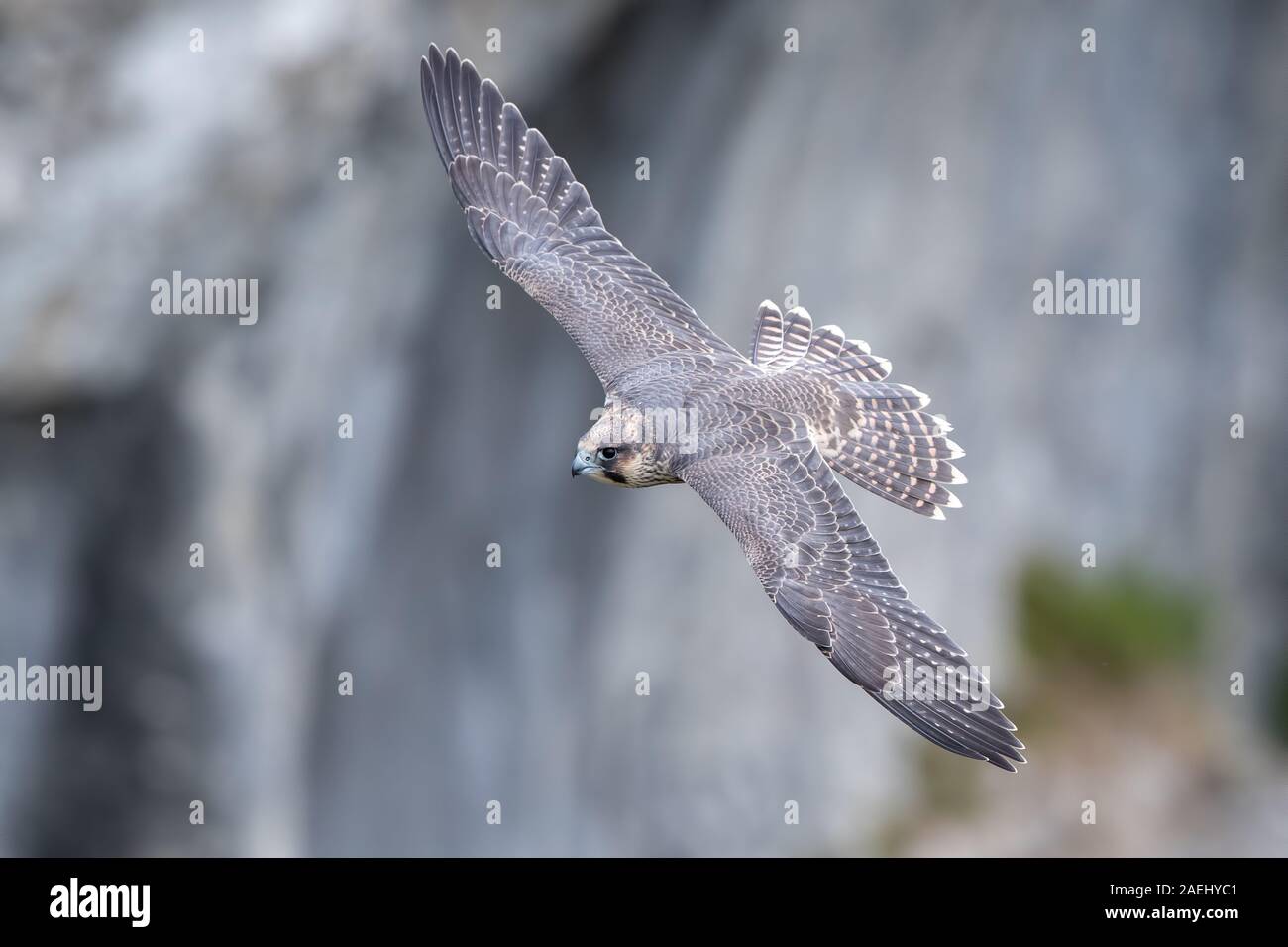 Peregrine Falcon Flying Stock Photo - Alamy