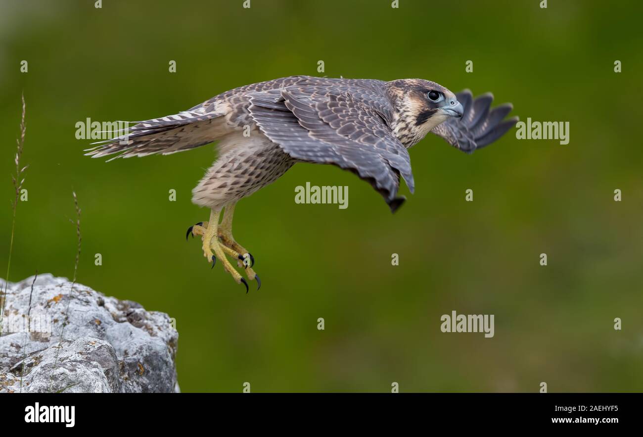 Peregrine Falcon Flying Stock Photo - Alamy