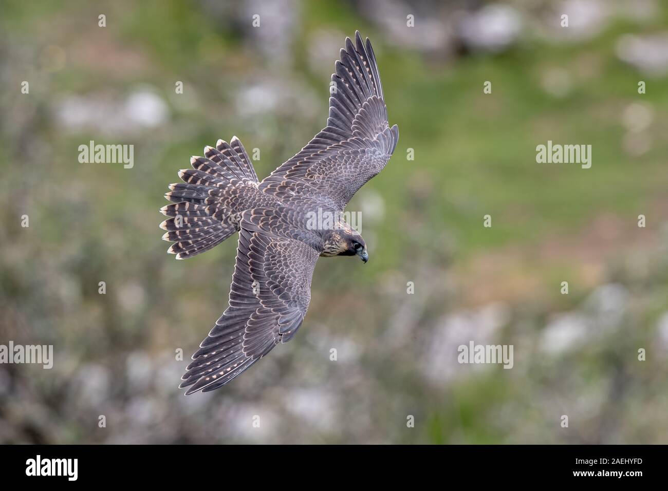 Peregrine Falcon Flying Stock Photo - Alamy
