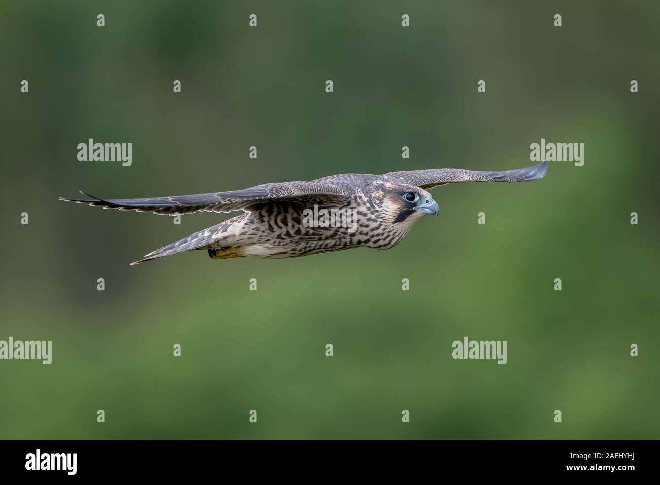 Peregrine Falcon Flying Stock Photo - Alamy