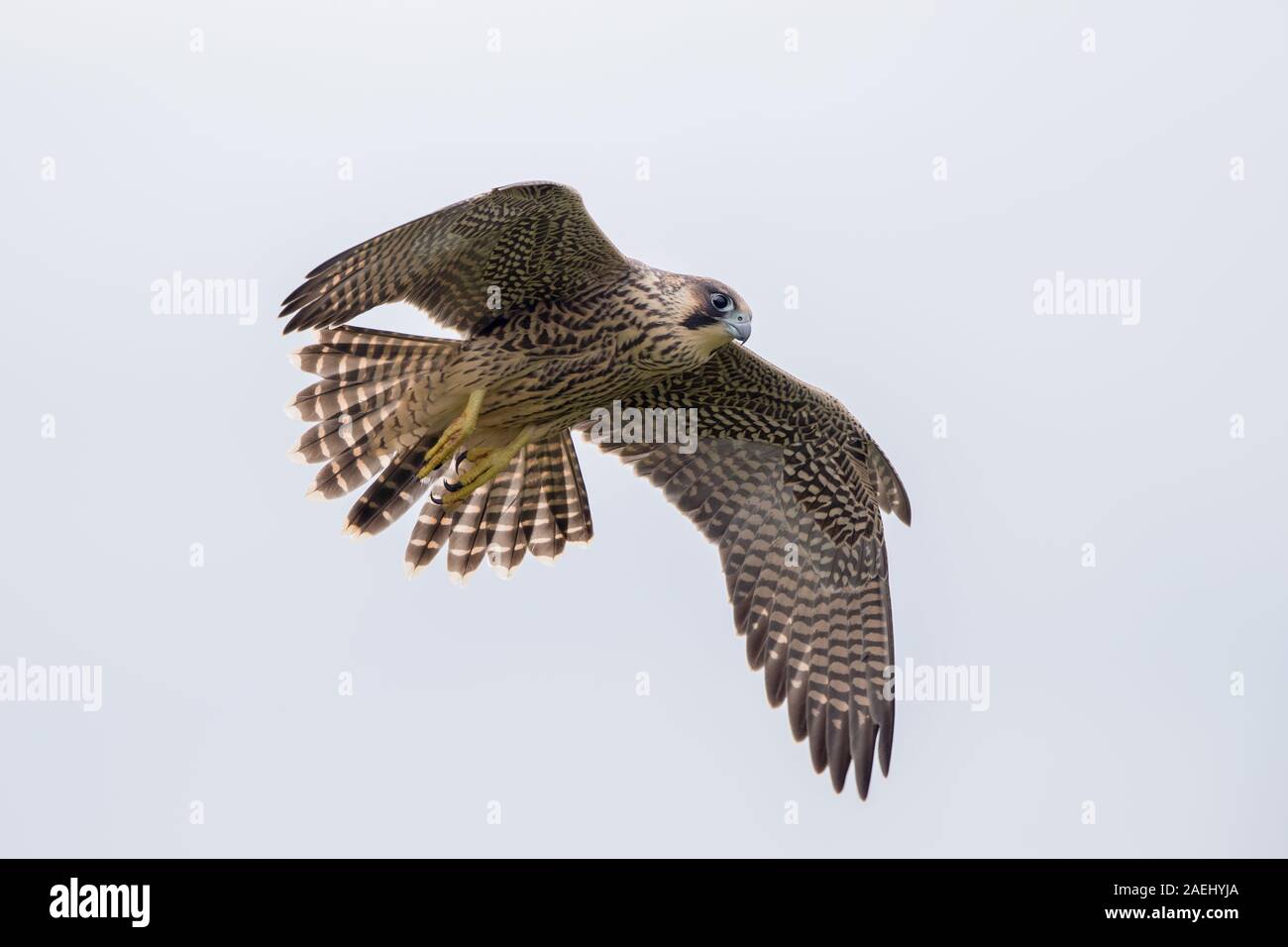 Peregrine Falcon Flying Stock Photo - Alamy